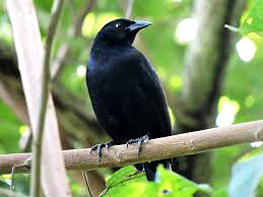 Bellas Aves de El Salvador: Dives dives (tordo o zanate negro cantor ...