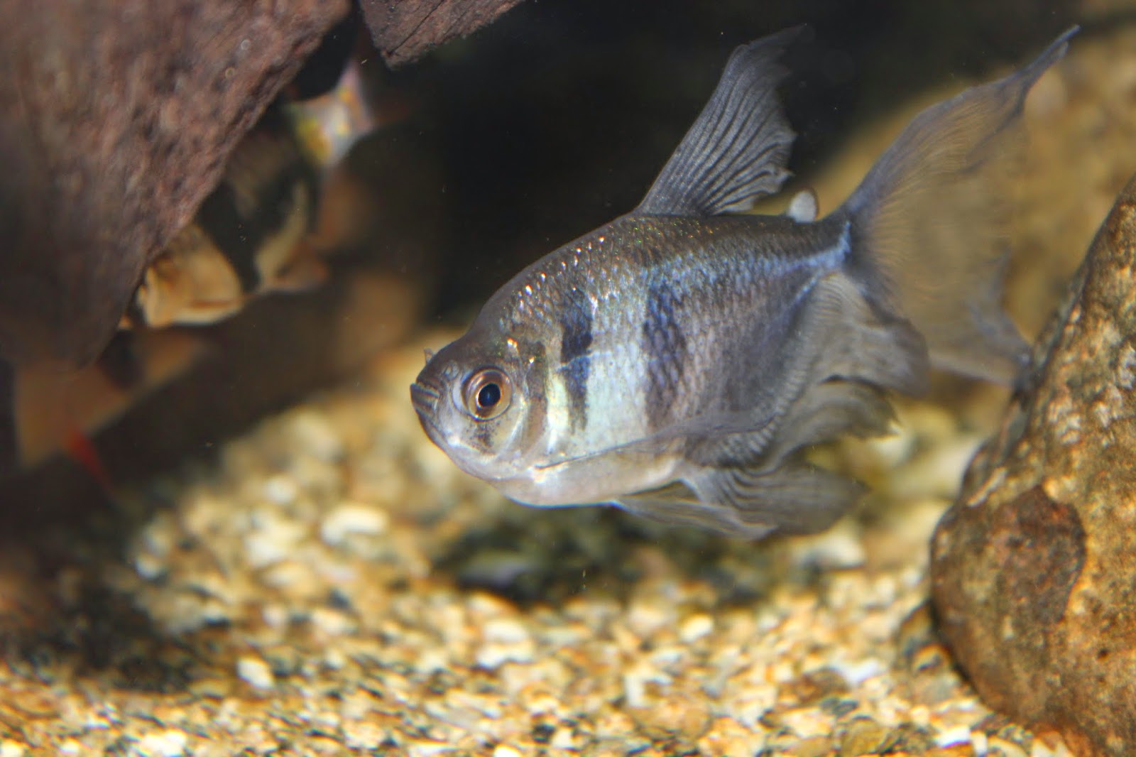 Amazing Fish: Gymnocorymbus Ternetzi