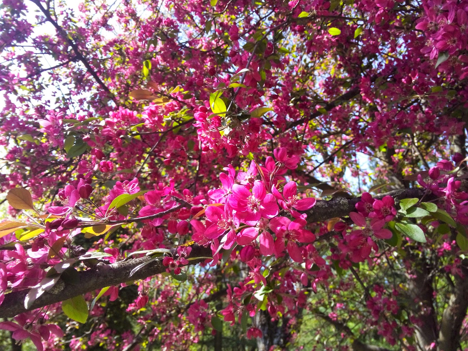 IUBESC NATURA: ARBUSTI ORNAMENTALI -FLORI ROZ