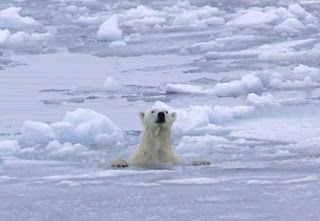 ZeroBear Blog - The Adventures of a Southern PolyBear: Polar Bears Can ...
