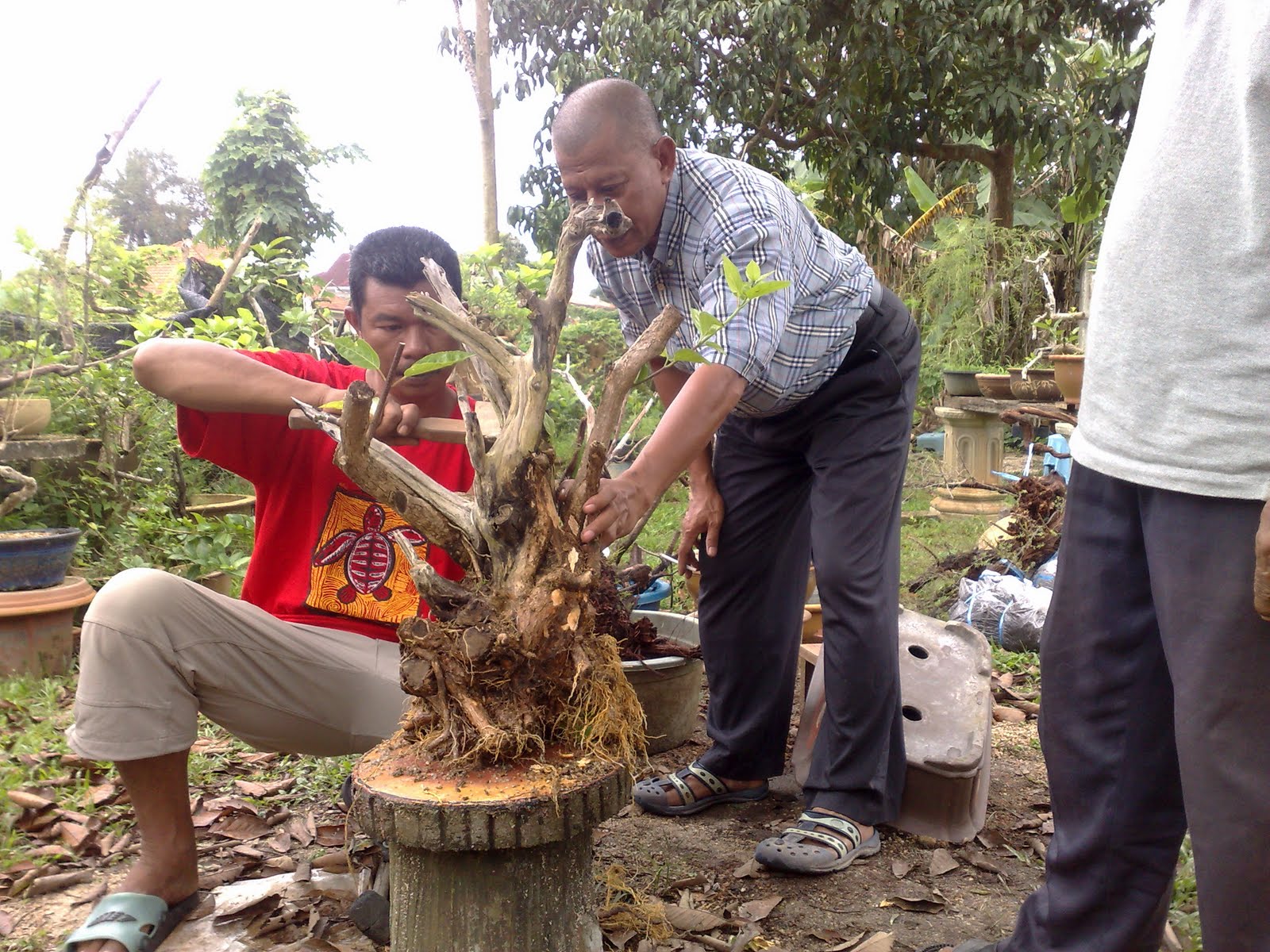 Mat Yie Garden: BEBUAS / PREMNA NOUSEOSE UBAHSUAI