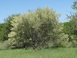 Fruit Seeds of Southern Michigan: Elaeagnus umbellata -- Autumn Olive