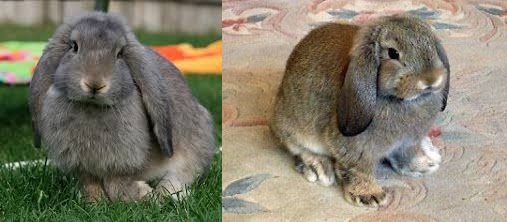 15+ Macam-macam Jenis Kelinci, Dari Rex Hingga Satin | Gemar Ternak dan ...