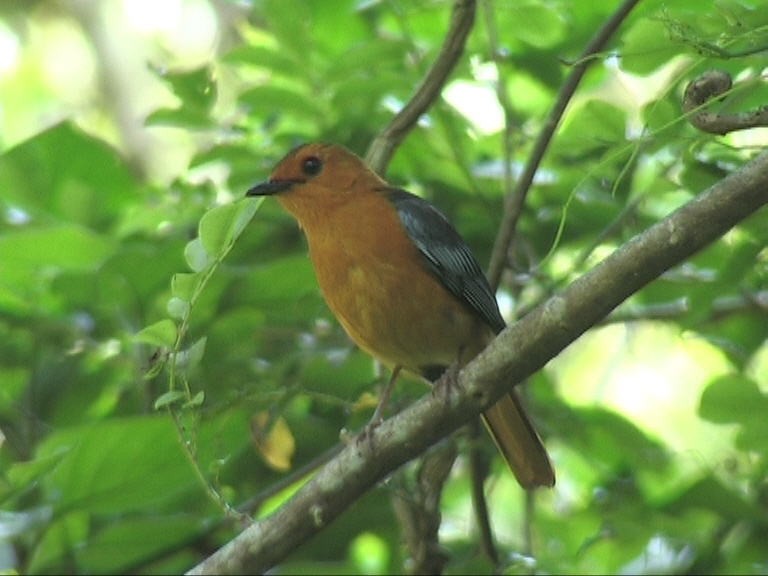 Birding and Dragonfly Videos