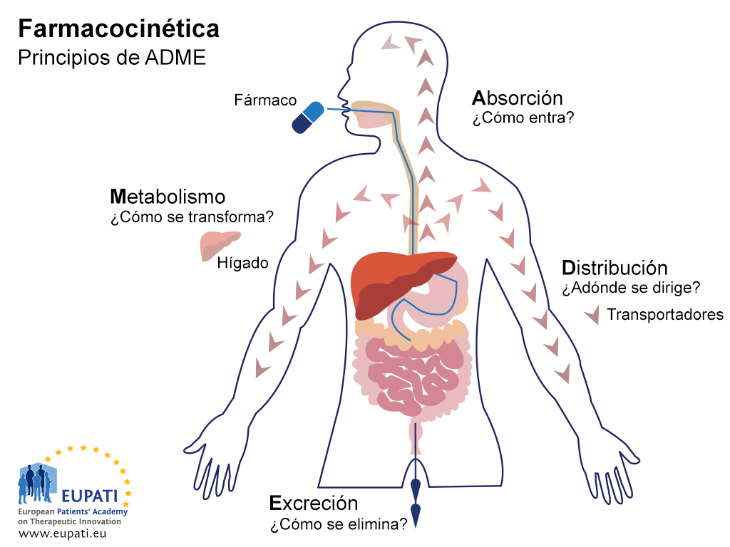 Farmaco-Lógico: Concepto de Farmacocinética