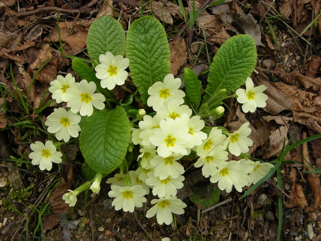 LJEKOVITO BILJE I LIJECENJE BILJEM: LJEKOVITO BILJE: Jagorčevina,Jaglac ...