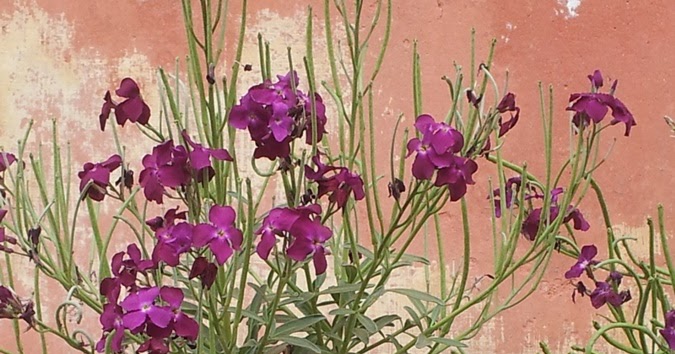 Violacciocca, il fiore di San Giuseppe