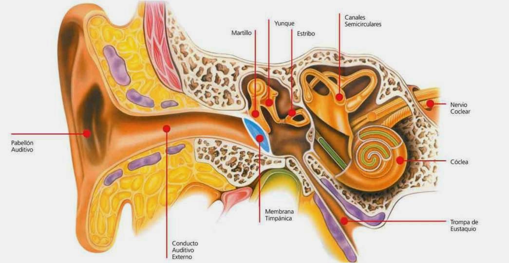 Sistema Temperado: Sistema Auditivo