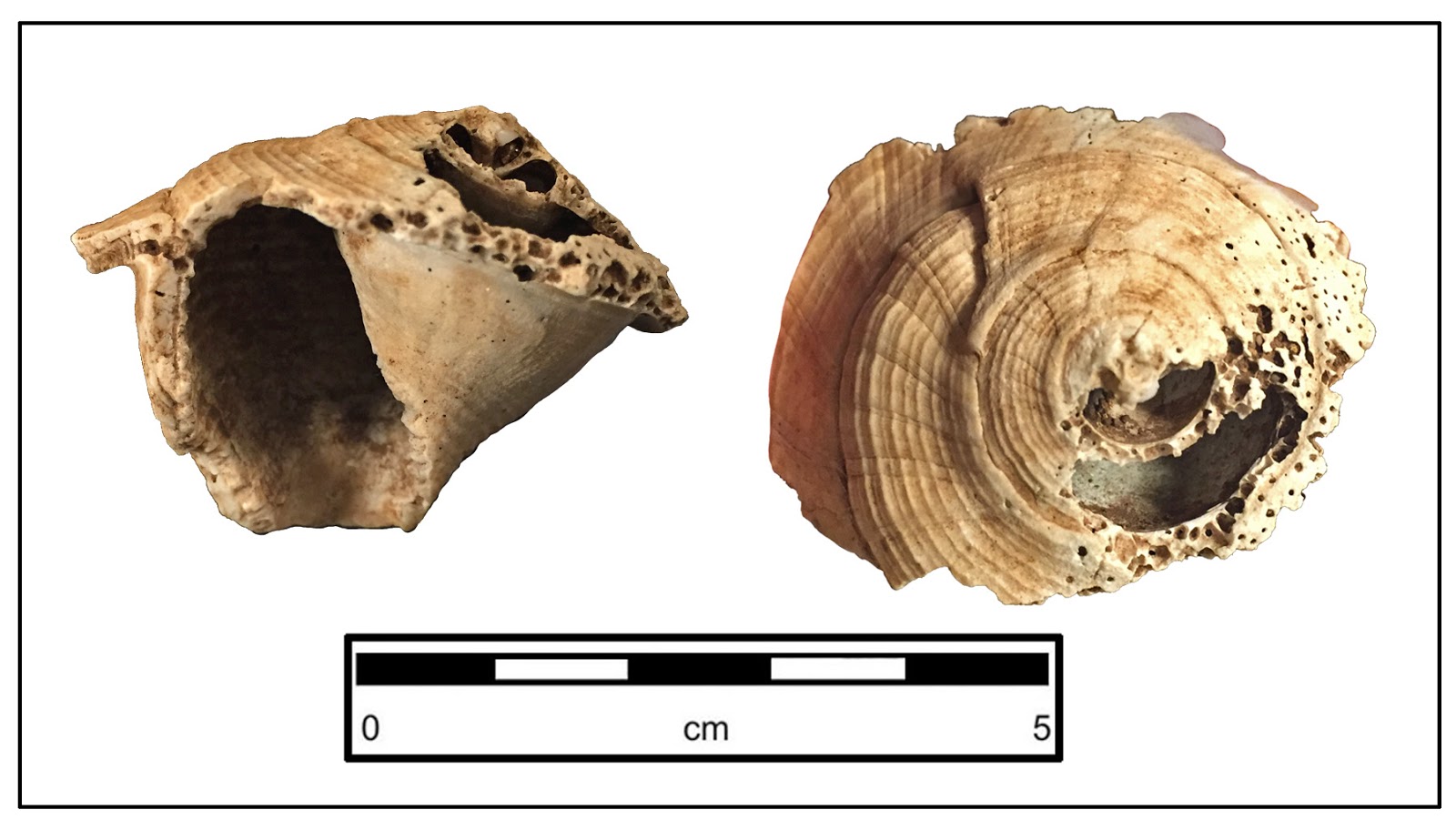 Fossil Matter: January 2018