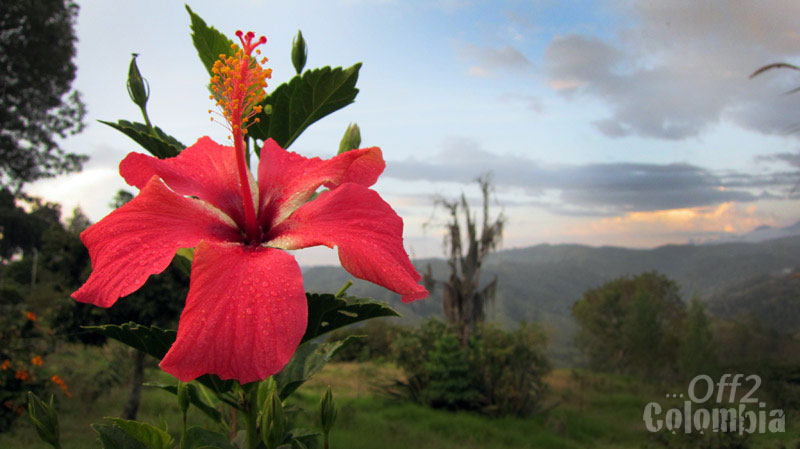 La flora de Colombia