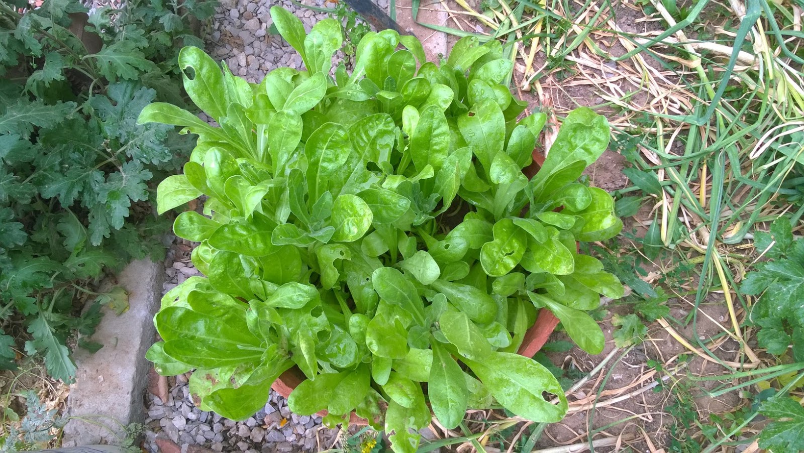 How To Grow Calendula