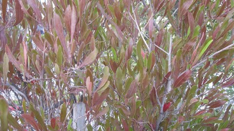 Greener Designs: How to Care for Dodonaea (Hopseed Bush)