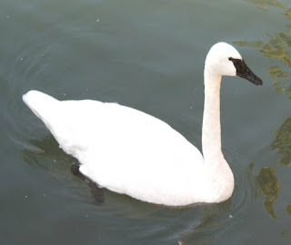 Swan A Symbol Of Love And Fidelity Strang Facts About Swan