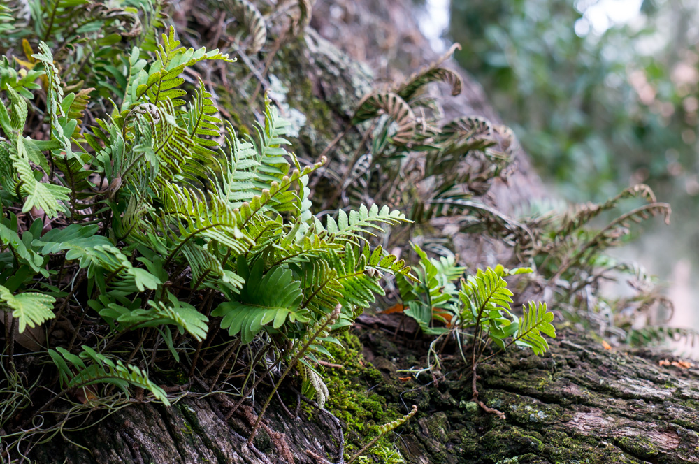 Oak tree & resurrection fern | Sciphotos