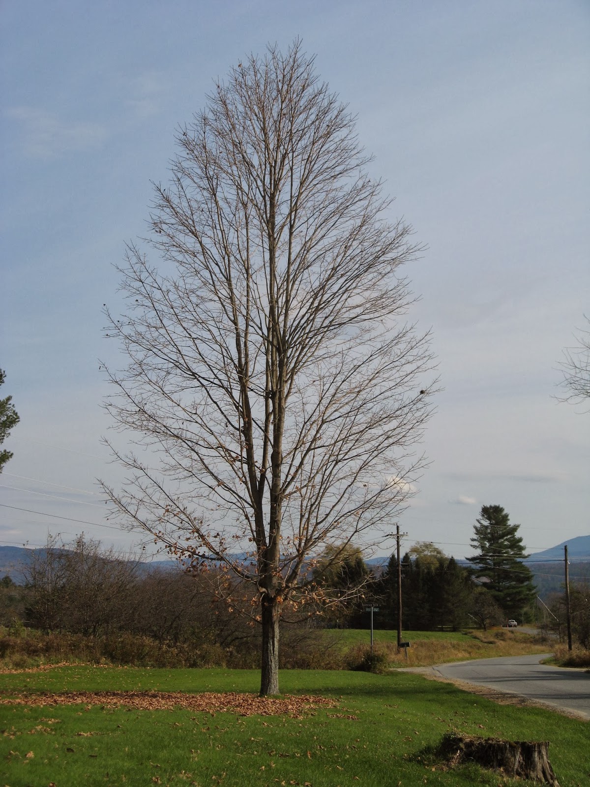 Animal Instinct: Tree VIEW