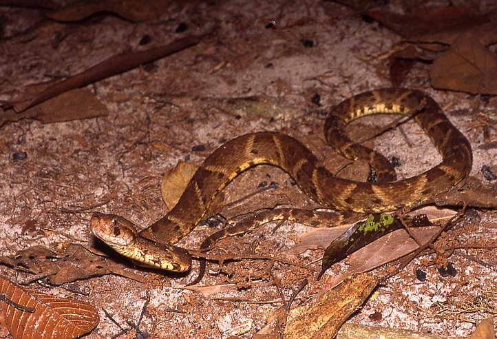 Ofidico: Bothrops Atrox