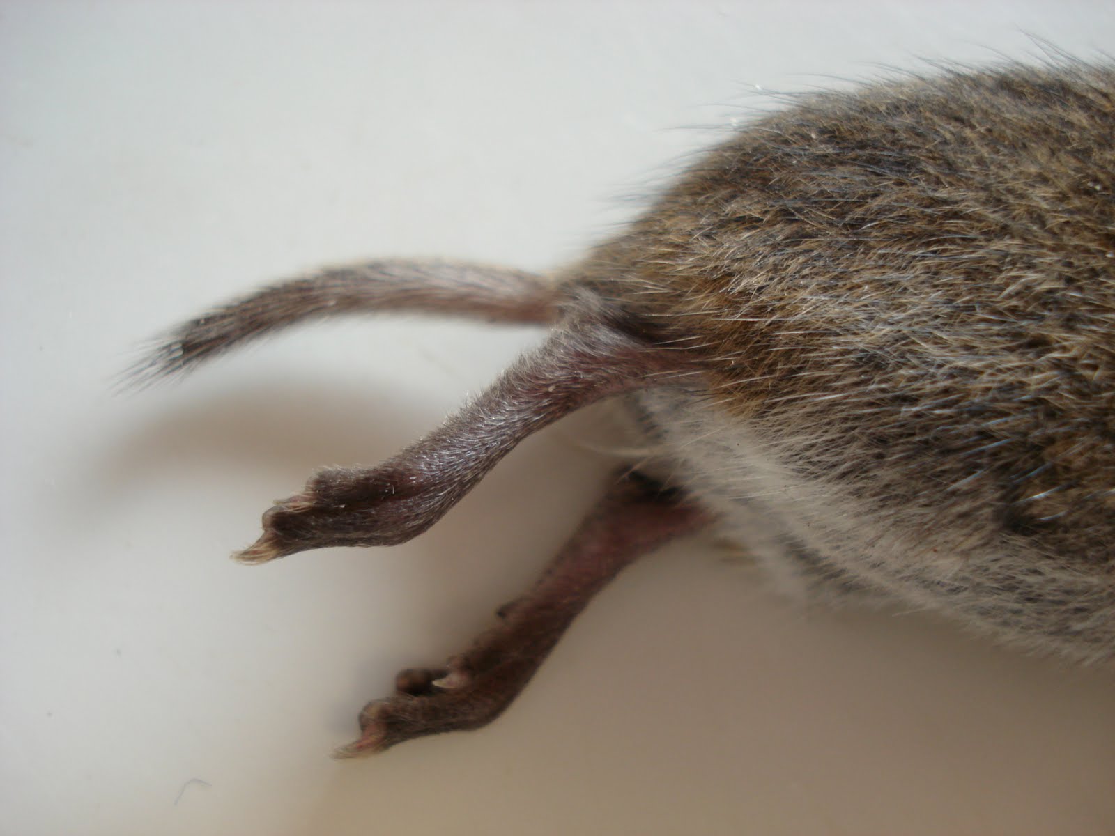 Birding from Home: The Long Tailed Vole