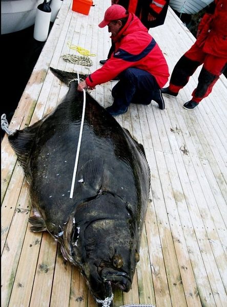 Info Existanz: The largest halibut in the Atlantic world
