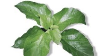 Dahon Para Sa Bagong Panganak