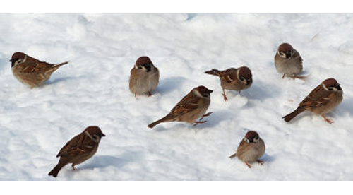 Cuore d'Italia: La leggenda dei passerotti