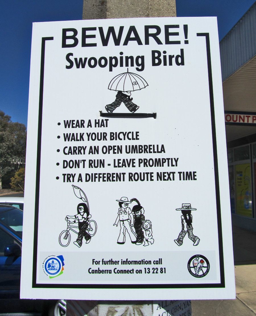 Daily Photo Canberra: Beware: Swooping Bird
