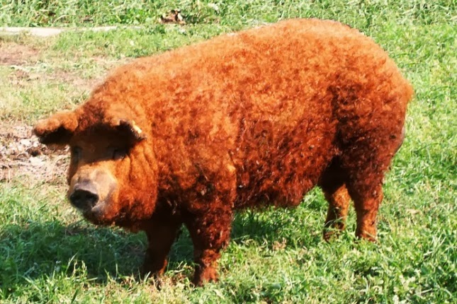 La cocina y ¿los animales...?: Cerdo mangalica