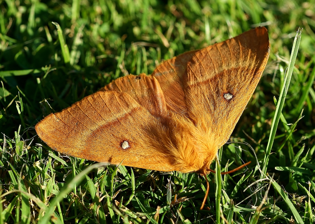 Wellcome Allotment : Female oak eggar moth