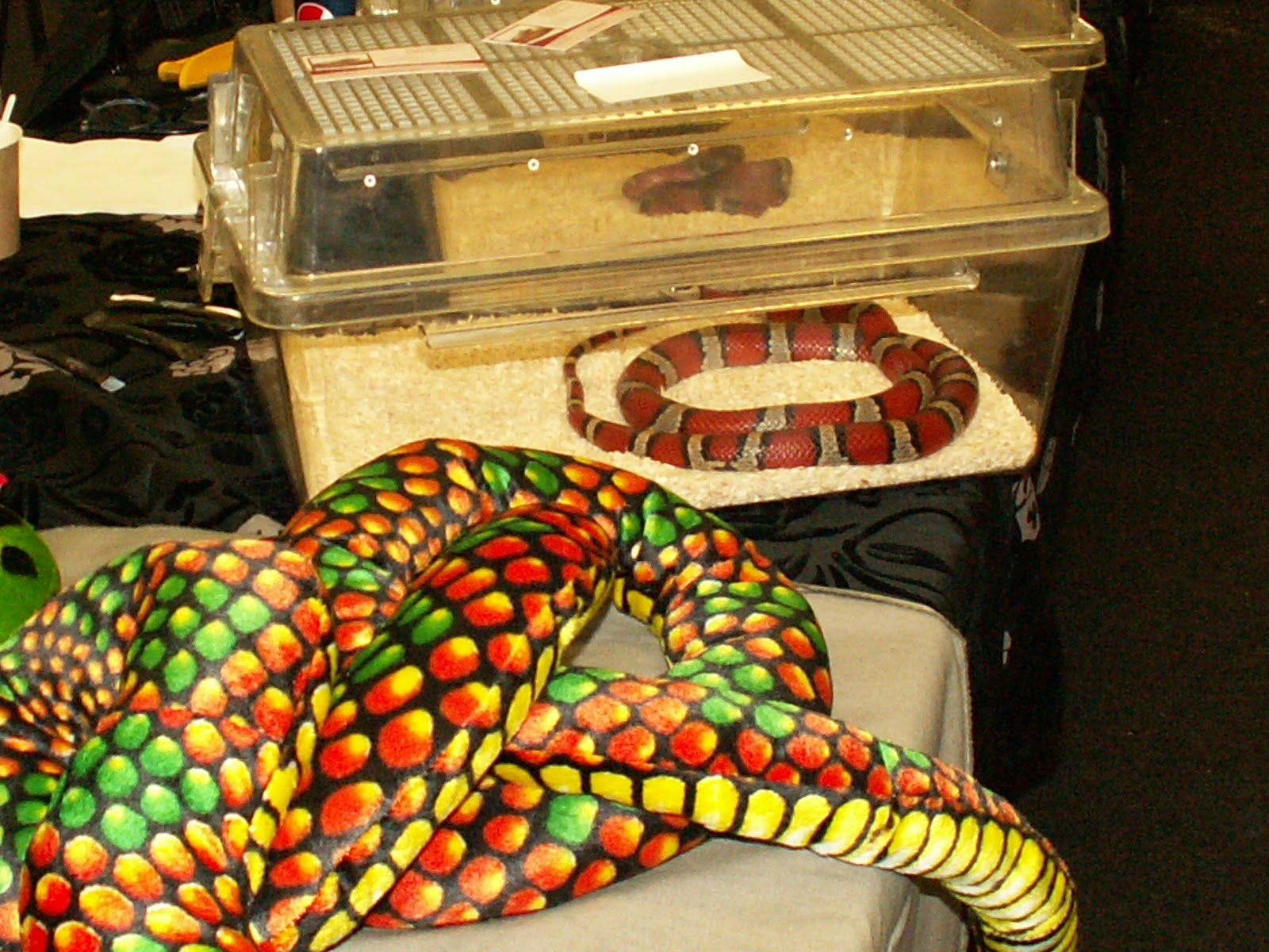 justsnakes: Slangendag 2012