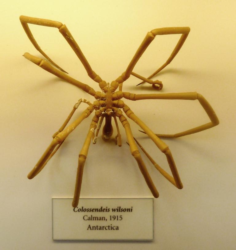 Dave Hubble's ecology spot: Antarctic sea spiders: polar or abyssal ...