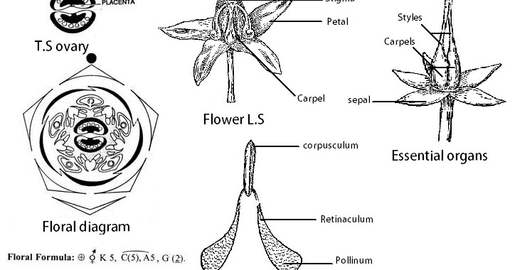All biology classes: Technical description of Calotropis gigantea