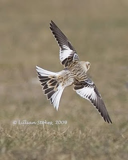STOKES BIRDING BLOG: Snow Buntings Are Coming Your Way, Be On The Lookout