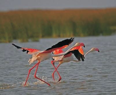 Tamilnadu Tourism: Karaivetti Bird Sanctuary, Ariyalur