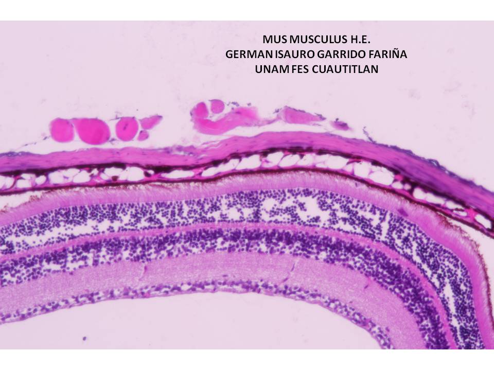 Morfologia e histologia de raton (Mus musculus): MORFOLOGIA E ...