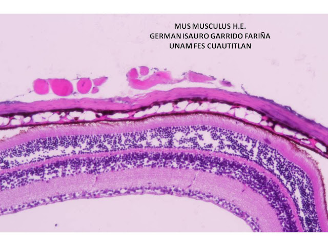 Morfologia e histologia de raton (Mus musculus): MORFOLOGIA E ...
