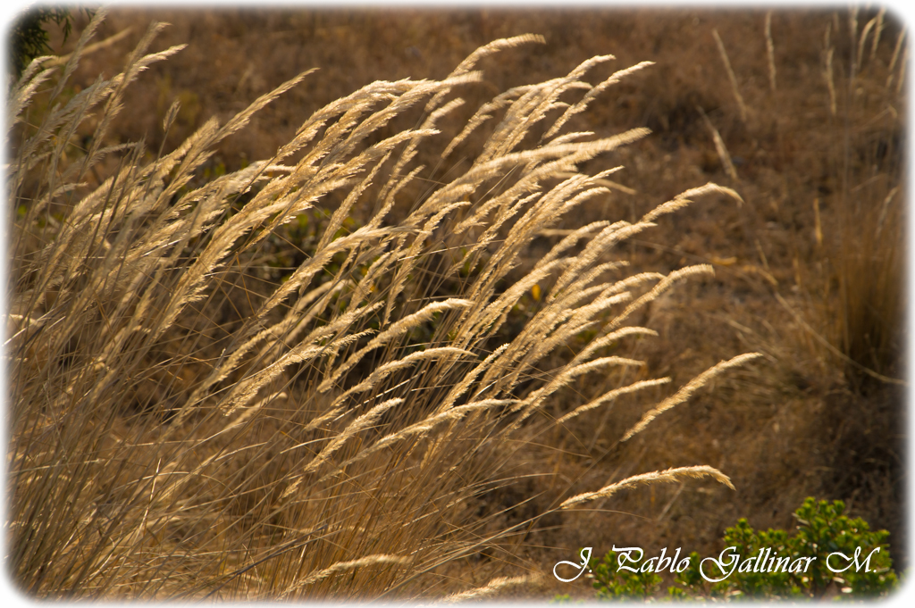 Fotocuates. . .: Zacate al atardecer en un fototour ...