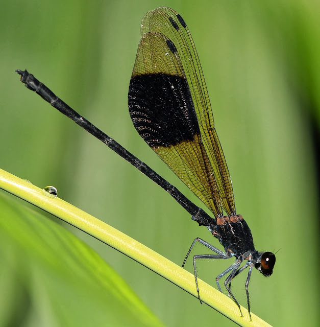 VietOdonata: A trip To Xuân Son National Park