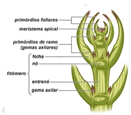 a tricolina biologa: organografia