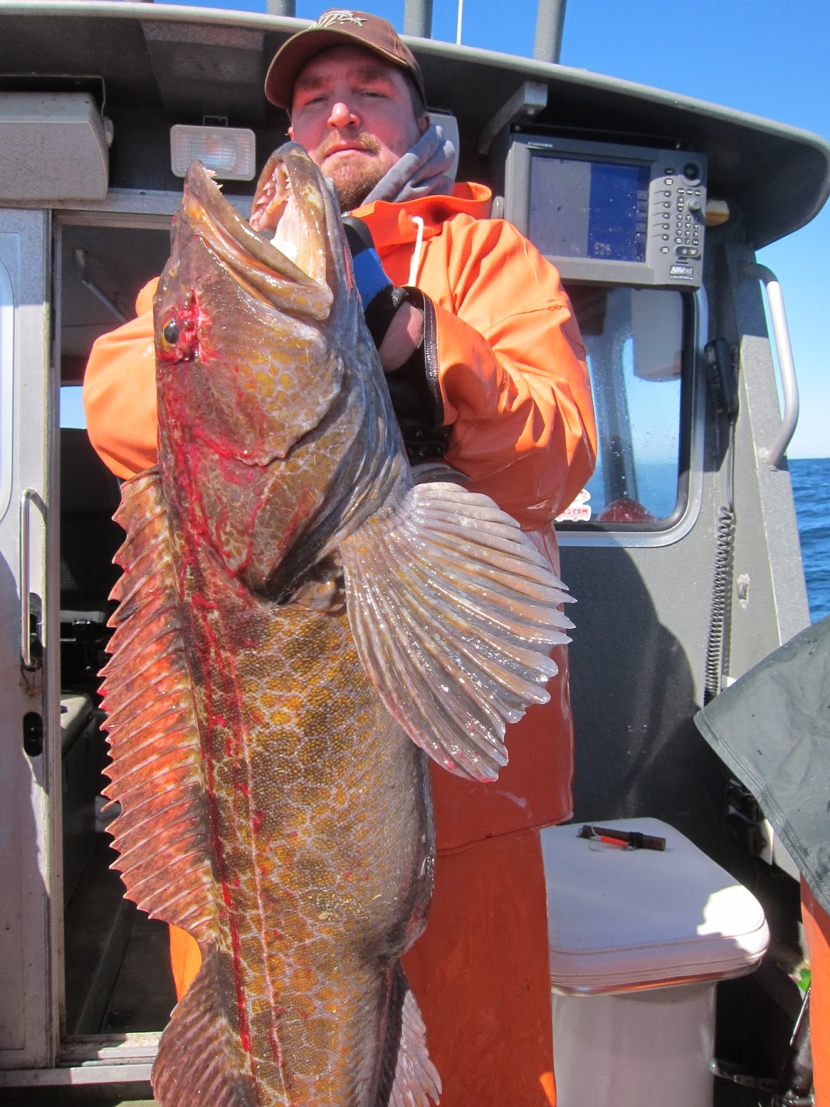 Todds Extreme Fishing: neah bay lingcod and bottom fish