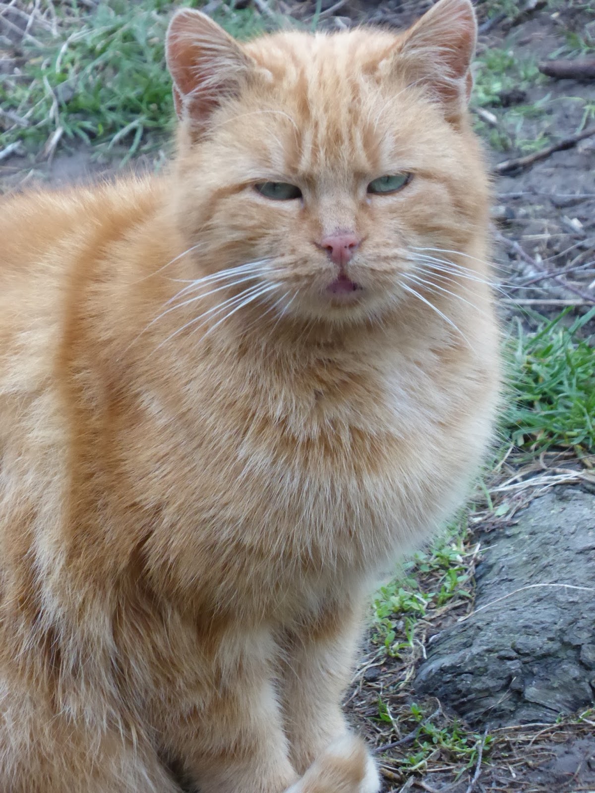 L'Arbrachats: Milroux, jeune chat roux à adopter