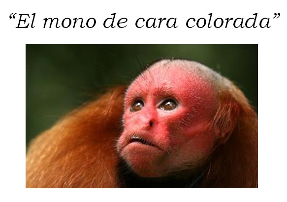 El blog de Marco Peña: El mono de cara colorada