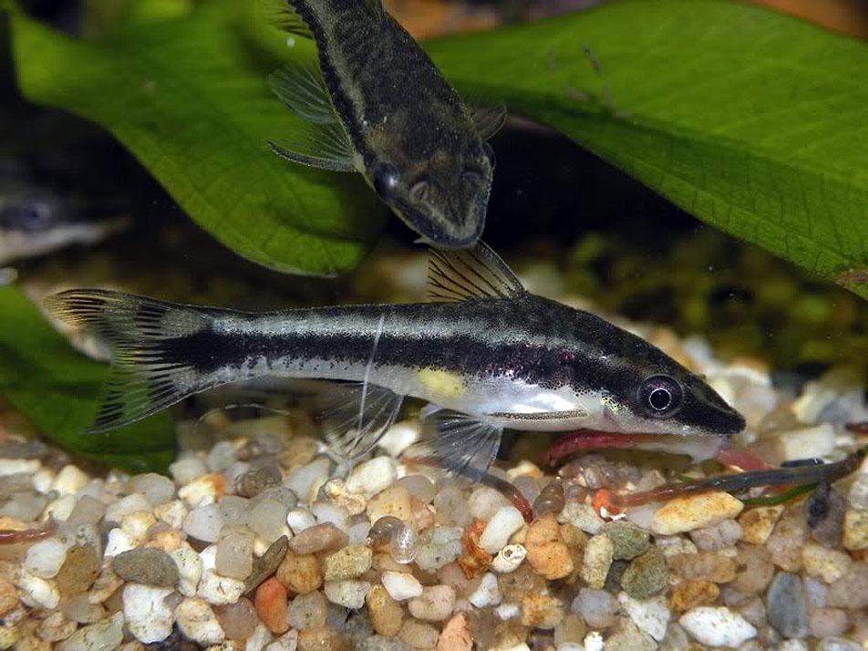 La vie de mon aquarium: Otocinclus