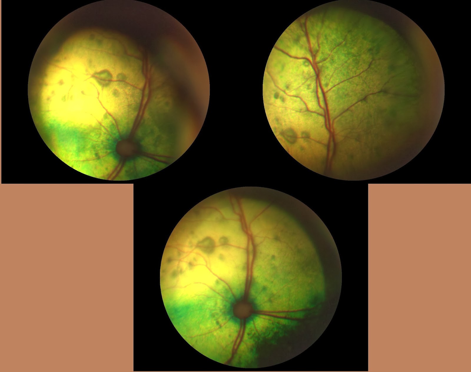 Exclusively Cats Veterinary Hospital Blog: Case study: Sally ...