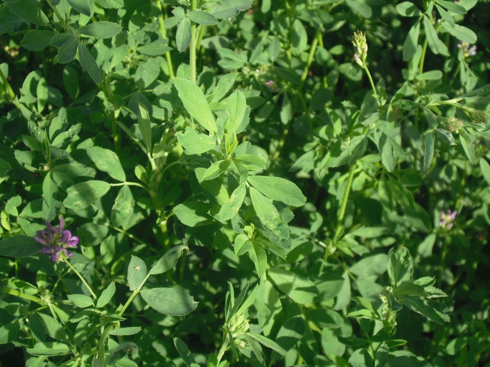 alimentacionderumiantes : La Alfalfa en la Alimentación del Ganado