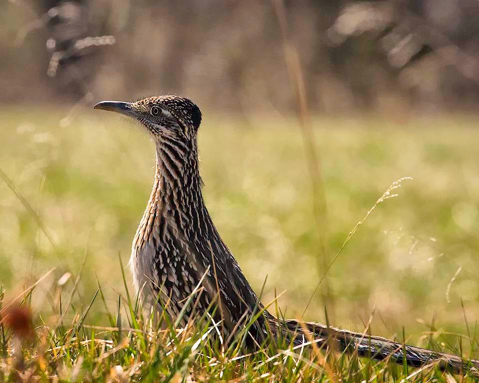 Arkansas Wildlife Photography: March 2014