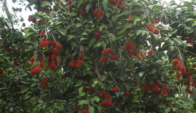 MY TRIPS: Malwana Rambutan in Tree