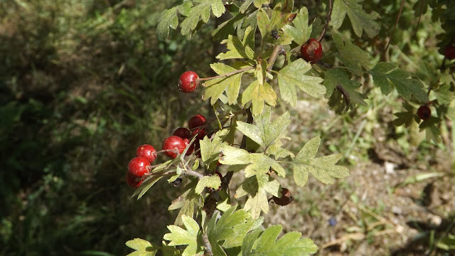 Estudio Fotografico Paco Paya