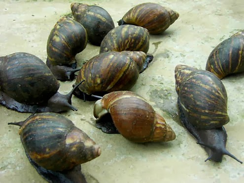 HOW TO START A COMMERCIAL SNAIL FARMING BUSINESS AND GROW IT BIG ...