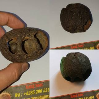 Kelapa Bajang Condromowo - Mustika Alam | Batu Mustika | Benda Bertuah ...