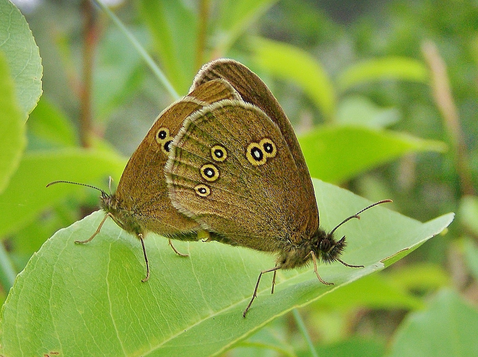(AWD)....... AMSTERDAMSE WATERLEIDINGDUINEN: Nederlandse Vlinders