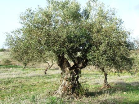 Arvores de Fruto: Imagens de oliveiras